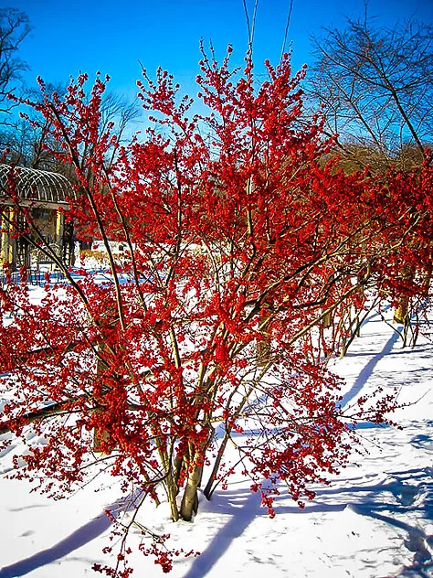 Winterberry Holly Shrubs For Sale | The Tree Center