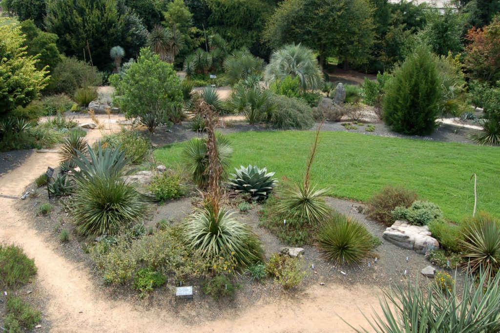 Xeric Gardening – 5 Tips for Using Less Water | The Tree Center™