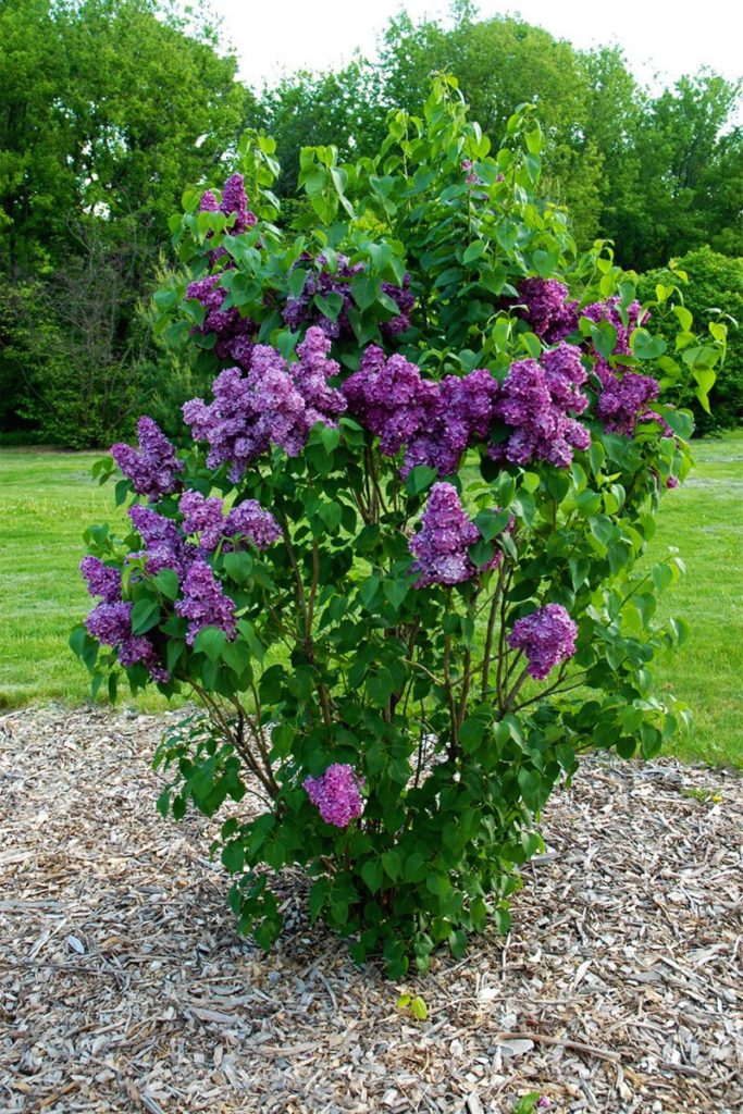 Yankee Doodle Lilacs For Sale Online | The Tree Center