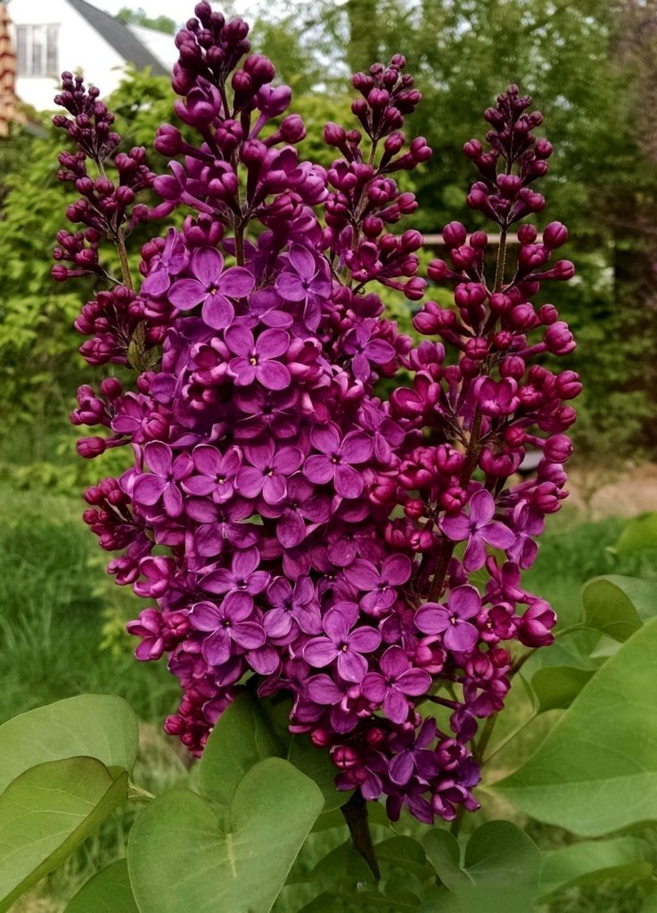 Yankee Doodle Lilacs For Sale Online | The Tree Center
