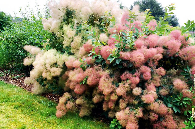 Smoke Trees for Smaller Gardens | The Tree Center™