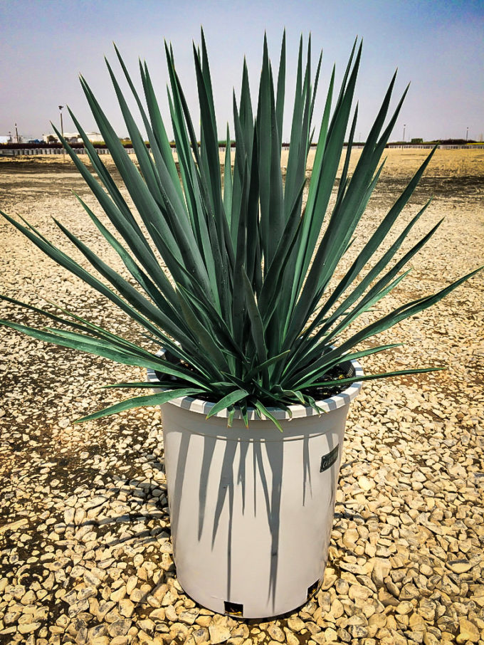 Bright Edge Yucca Plants For Sale | The Tree Center