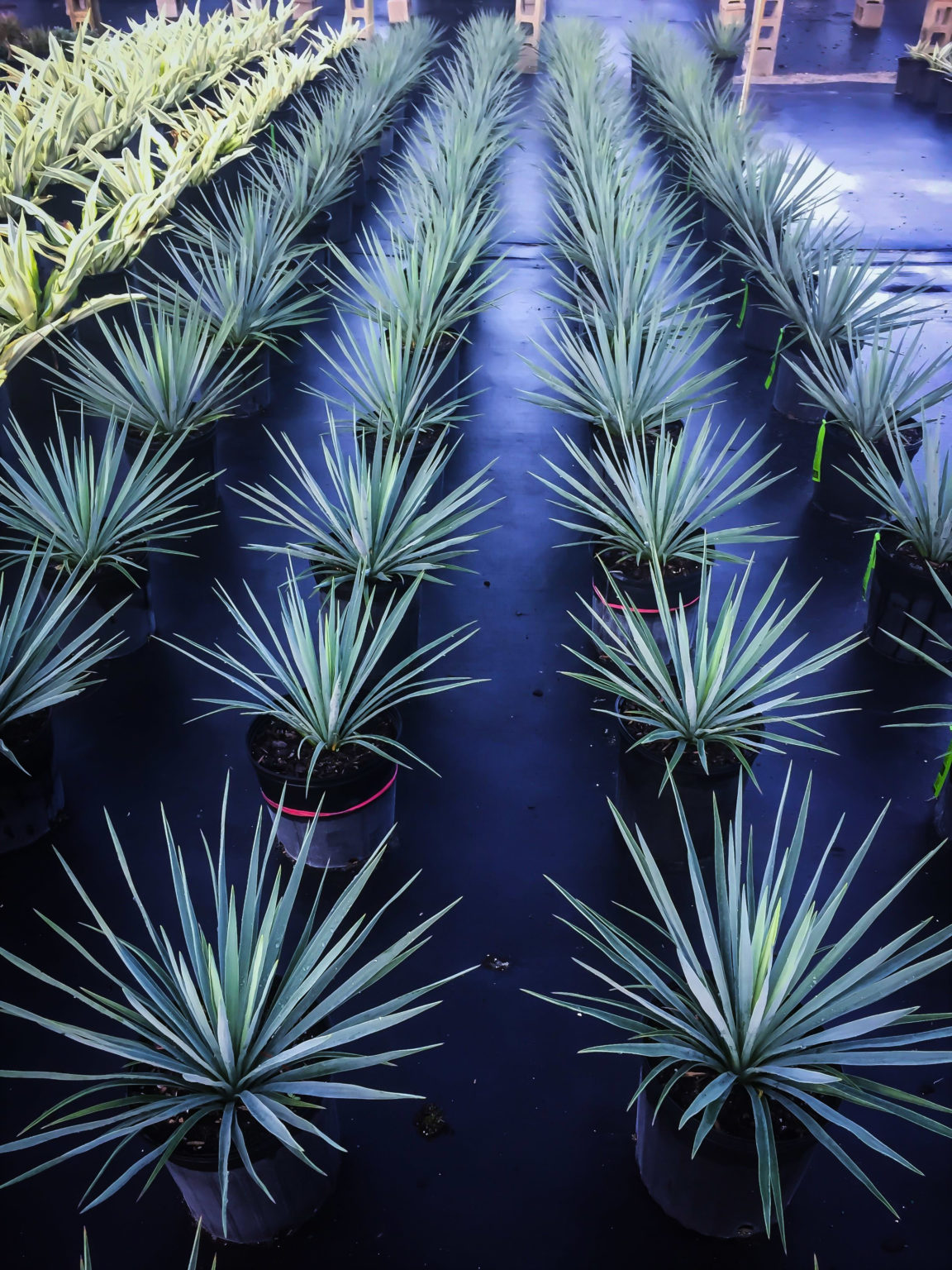 Blue Sentry Yucca Plants For Sale | The Tree Center