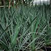 Blue Sentry Yucca Plants For Sale | The Tree Center