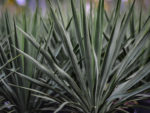 Blue Sentry Yucca Plants For Sale | The Tree Center
