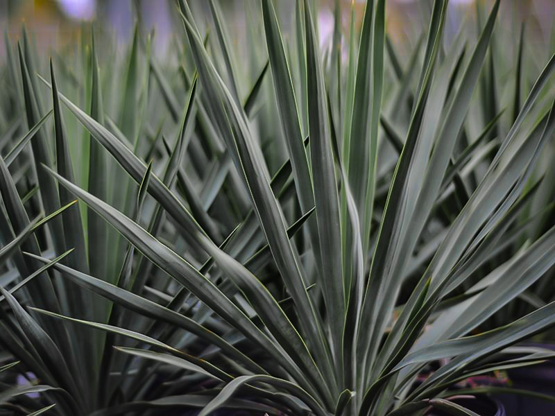 Blue Sentry Yucca Plants For Sale | The Tree Center