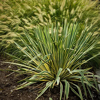 Bright Edge Yucca Plants For Sale | The Tree Center