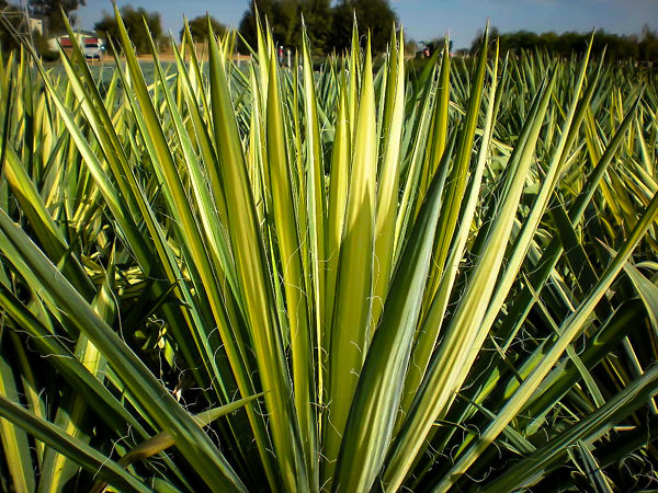Golden Sword Yucca Plants For Sale Online | The Tree Center