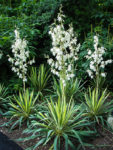Golden Sword Yucca Plants For Sale Online | The Tree Center