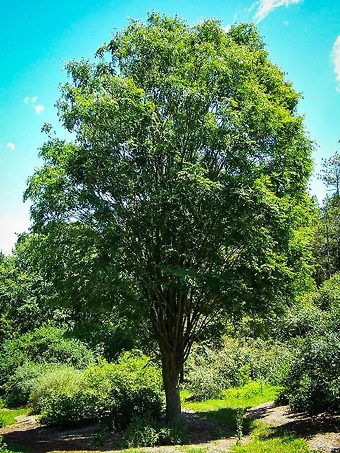 Buy Zelkova Trees Online | The Tree Center