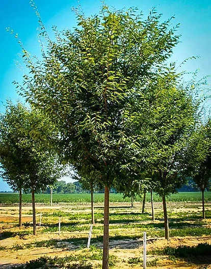 Buy Zelkova Trees Online | The Tree Center