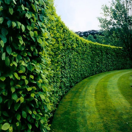 American Boxwood For Sale | The Tree Center™