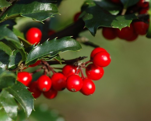 American Holly For Sale | The Tree Center™