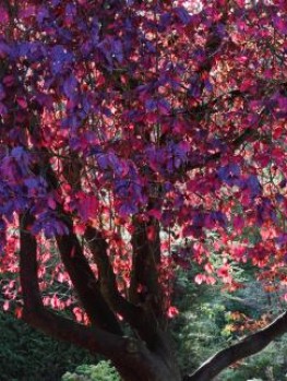 Purple Trees Beautiful Fall