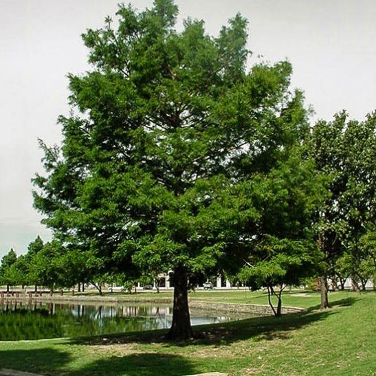 Bald Cypress Tree For Sale | The Tree Center™