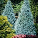 Wichita Blue Juniper Tree | The Tree Center™