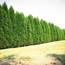 Leyland Cypress Trees for Sale | Buy Leyland Cypress Online | The Tree ...