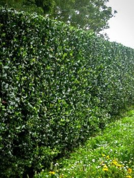 Dragon Lady Holly Trees For Sale Online | The Tree Center™