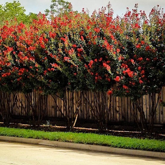 Buy Red Rocket Crape Myrtle Trees Online | The Tree Center™