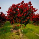 Buy Red Rocket Crape Myrtle Trees Online | The Tree Center™