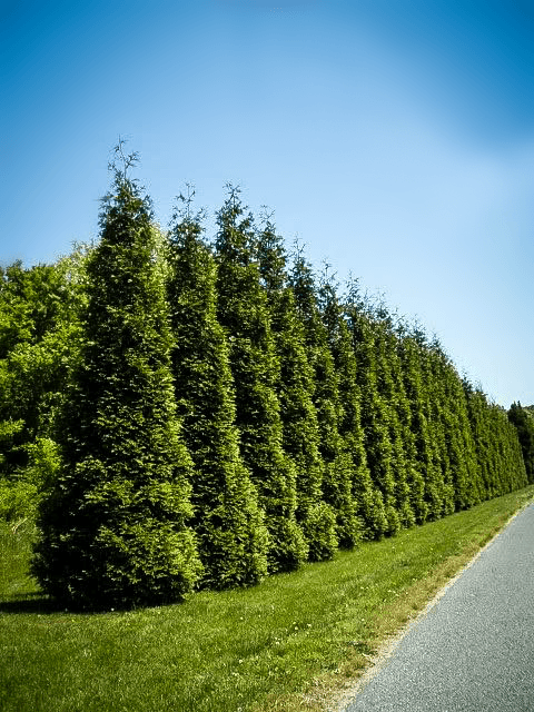 Screening and Privacy Trees | The Tree Center™