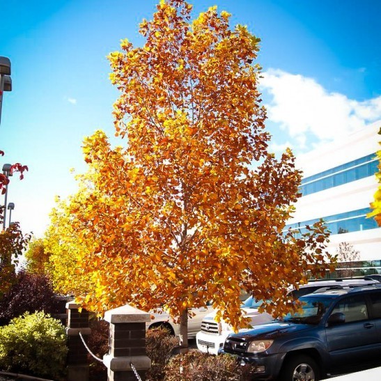 Buy Tulip Poplar Trees Online | The Tree Center™