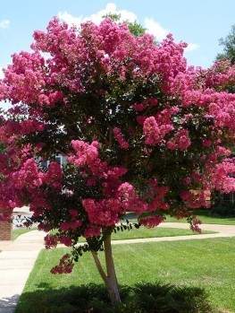 Arapaho Crape Myrtle For Sale | The Tree Center™