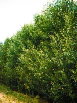 Tri Color Willow | The Tree Center™