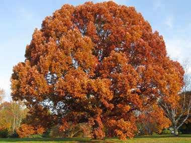 Vermont Trees For Sale | The Tree Center™