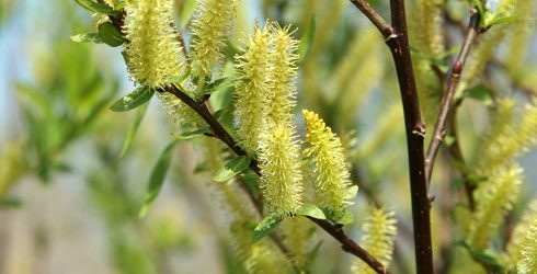 Weeping Willow Tree Guide | The Tree Center™