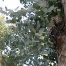 Eucalyptus Tree For Sale Online | The Tree Center