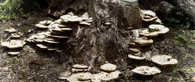 Common Tree Fungus | The Tree Center™