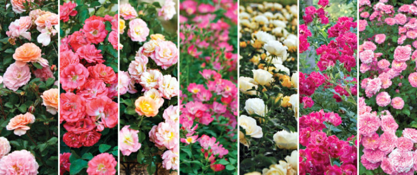 Roses as Landscape Plants | The Tree Center™