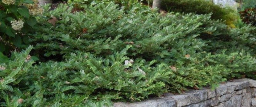 Plum Yew – a Shade Evergreen You Should Grow | The Tree Center™