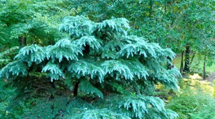 The Tree Center Blog | The Tree Center™