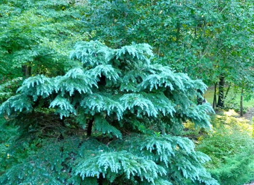 Meet the True Cedars – the genus Cedrus | The Tree Center™