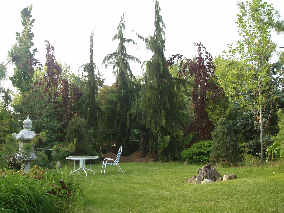 Dramatic Vertical Garden Accents | The Tree Center™