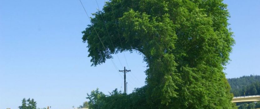 Look Up When You Plant - Trees and Utility Lines | The Tree Center™
