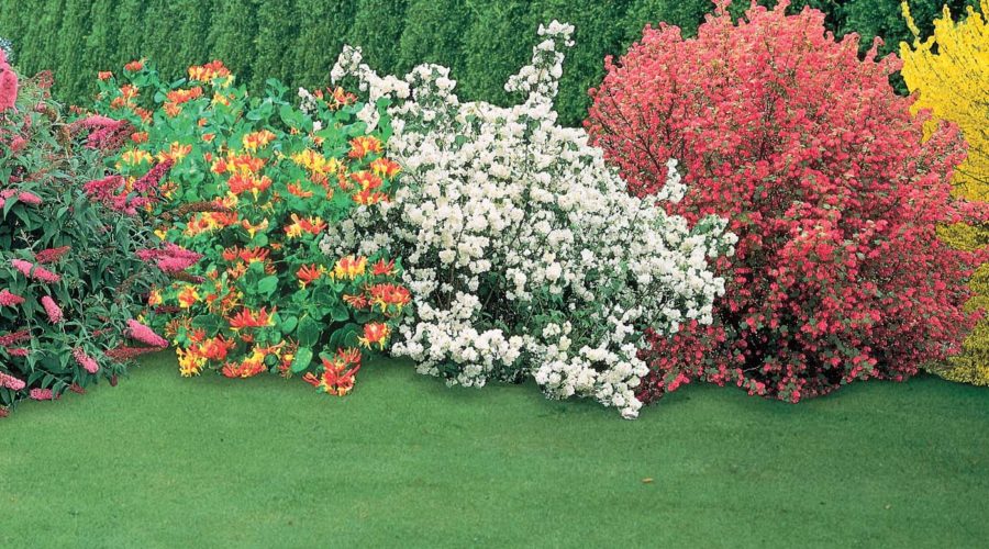 The Tree Center Blog | The Tree Center™