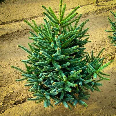 Blue Spanish Fir Trees For Sale Online | The Tree Center™