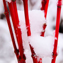 Pacific Fire Vine Maple For Sale | The Tree Center™