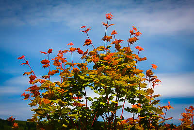 Pacific Fire Vine Maple For Sale | The Tree Center™
