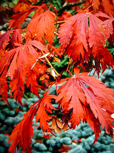 Fernleaf Full-Moon Japanese Maple Trees For Sale | The Tree Center™