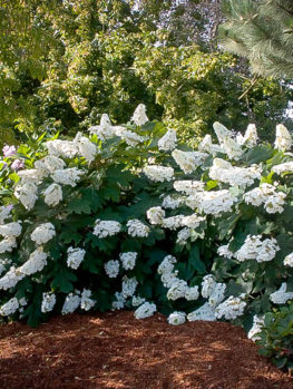Buy Hydrangeas | Hydrangeas for Sale Online | The Tree Center