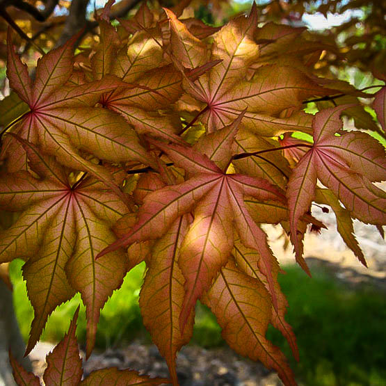 Amber Ghost Japanese Maple Trees For Sale | The Tree Center™