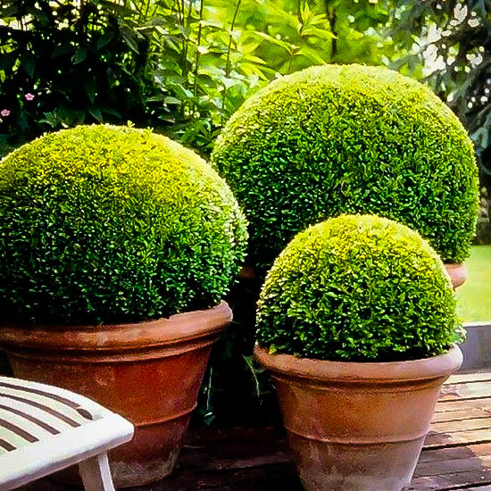American Boxwood For Sale | The Tree Center™