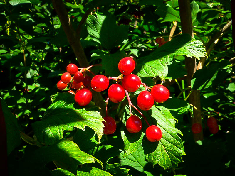 American Cranberry Viburnum | The Tree Center™