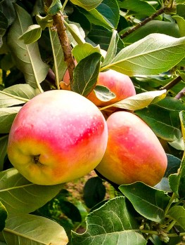 Buy Ein Shemer Apple Trees Online | The Tree Center™