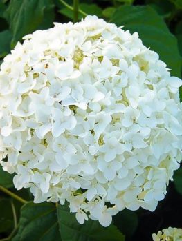 Endless Summer Hydrangea For Sale Online | The Tree Center
