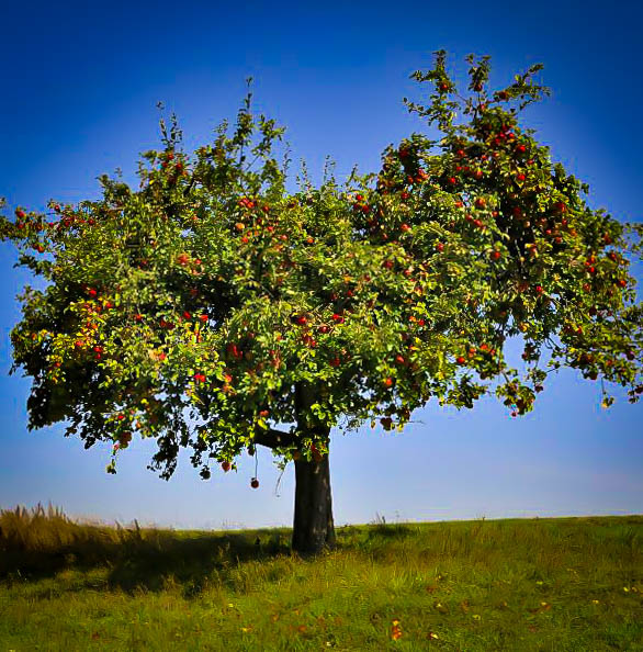 Empire Apple Trees For Sale Online | The Tree Center™